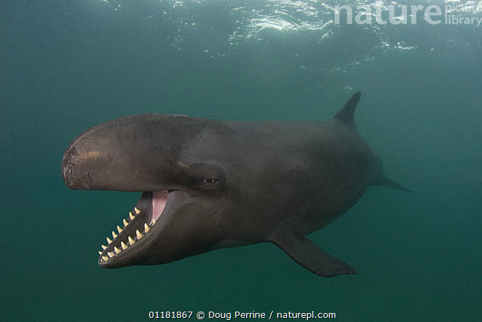 Stock photo of False killer whale ( Pseudorca crassidens ) with mouth ...