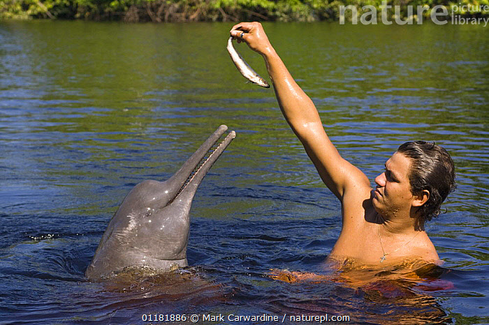 Stock photo of Amazon / Pink river dolphin / Boto {Inia geoffrensis ...