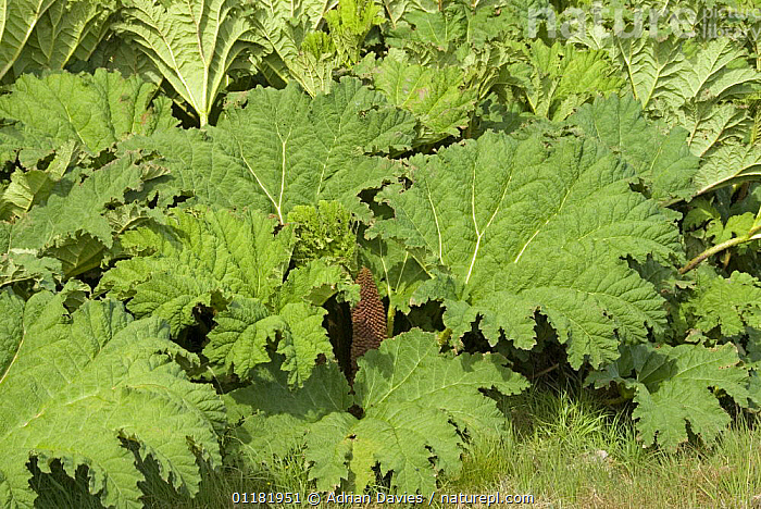 Stock photo of Gunnera tinctoria - invasive plant species growing on ...