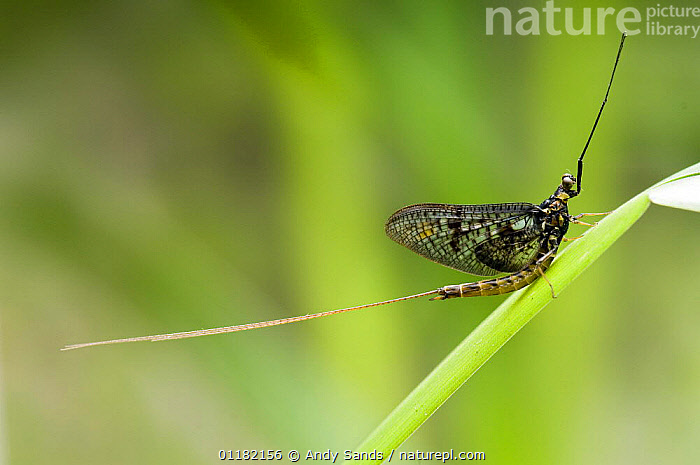 Stock photo of Mayfly (Ephemera danica) In typical rest posture with ...