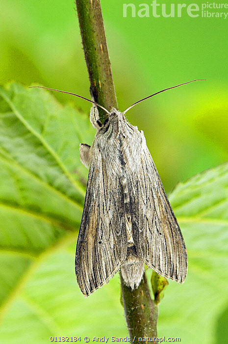 Stock photo of Shark moth (Cucullia umbratica) At rest wings closed. UK ...
