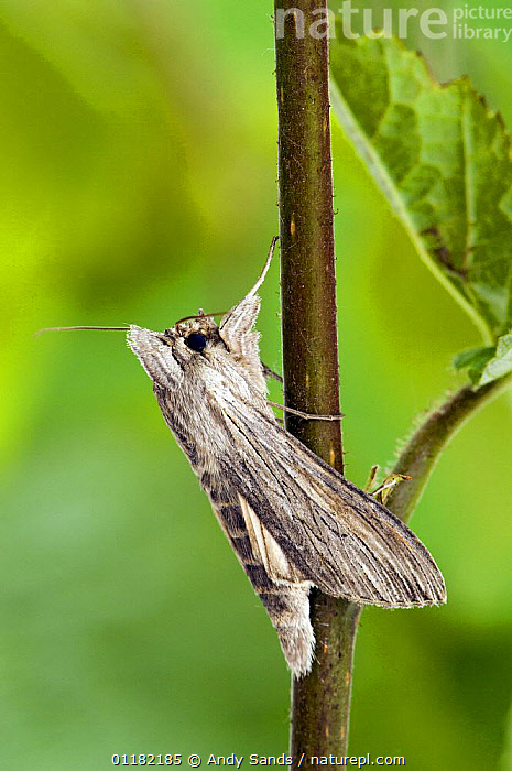 Stock photo of Shark moth (Cucullia umbratica) at rest wings closed. UK ...