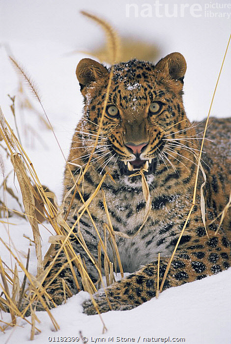 Stock photo of Amur leopard {Panthera pardus orientalis} snarling ...