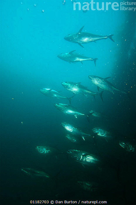 Stock photo of Blue fin tuna in fish farm in south Japan in Kusimoto ...