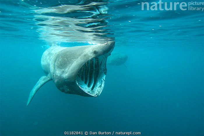 Stock photo of Basking shark {Cetorhinus maximus} feeding, UK mouth ...