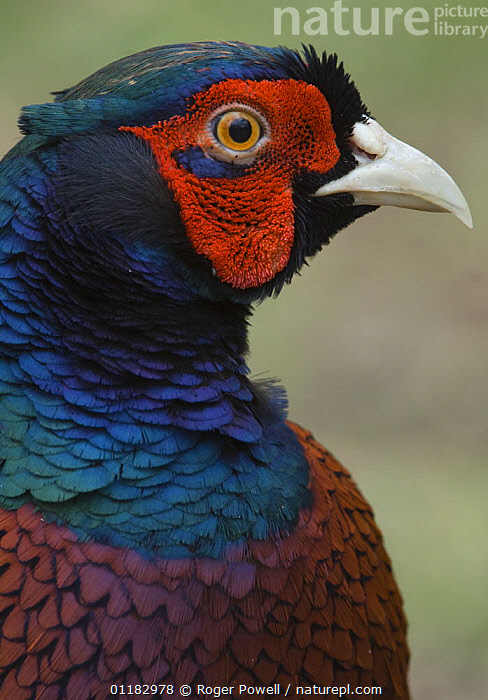 Stock photo of Pheasant {Phasianus colchicus} head profile, UK ...