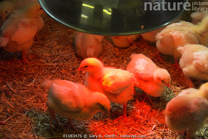 Stock photo of Baby chickens {Gallus gallus domesticus} under heat lamp ...