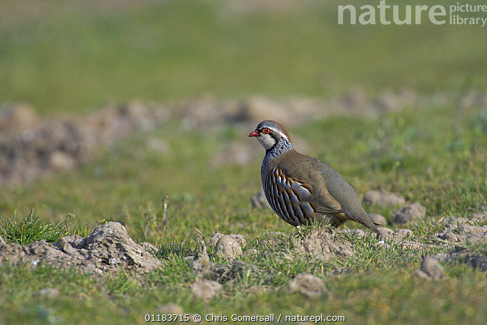 Stock photo of Red-legged partridge (Alectoris rufa) in agricultural ...