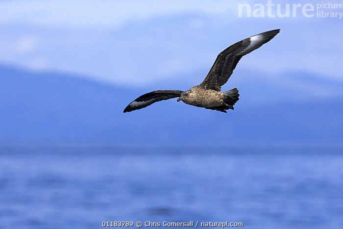 Stock photo of Great skua / bonxie (Stercorarius skua) adult in flight ...