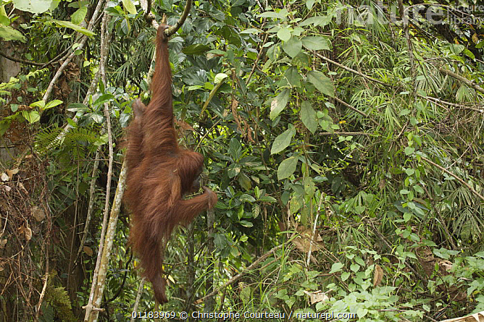 Stock photo of Orang Utan (Pongo pygmaeus) female swinging from trees ...