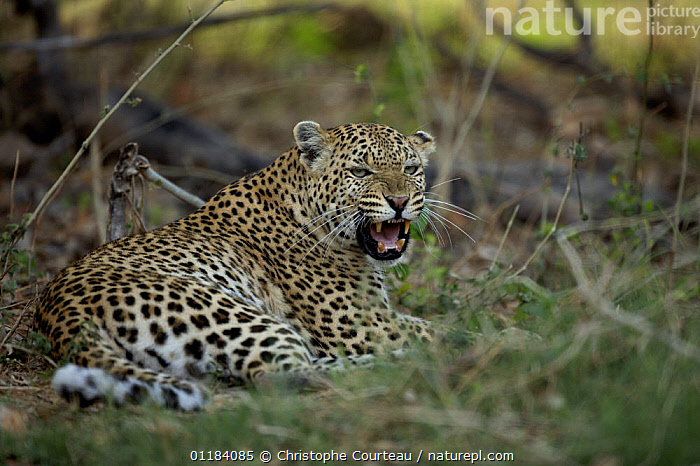 Stock photo of Female leopard (Panthera pardus) laying on ground ...