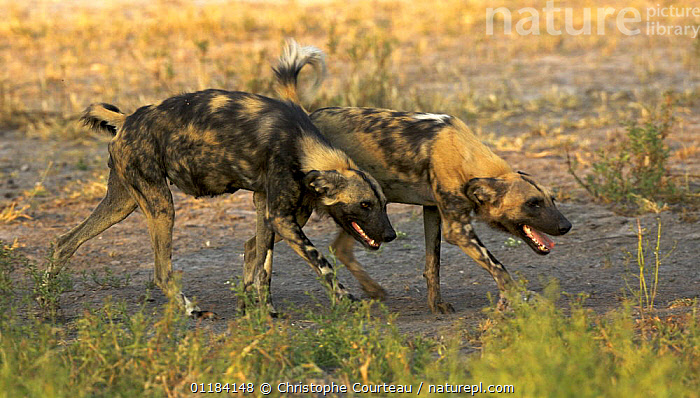 Stock photo of Two African wild dogs (Lycaon pictus) walking / stalking ...