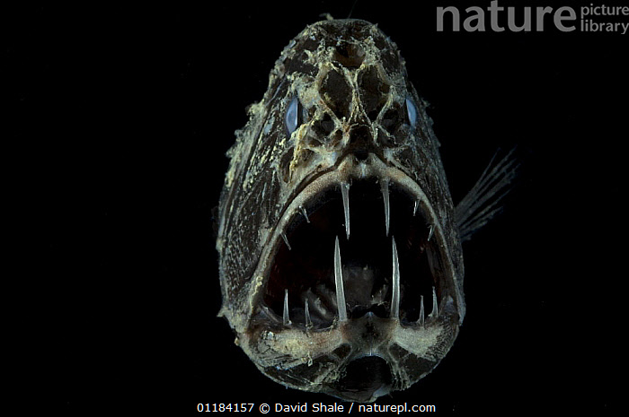 Stock photo of Fangtooth {Anoplogaster cornuta} portrait, Atlantic ...