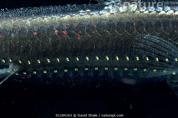 Stock photo of Close-up of ventral photophores on body of Viperfish ...