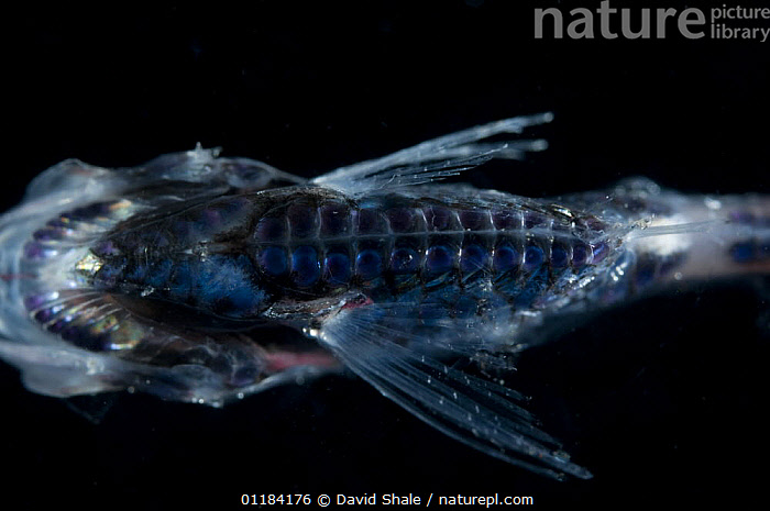 Stock photo of Ventral view of Hatchet fish {Sternoptychidae / Argyropelecus hemigymnus ...