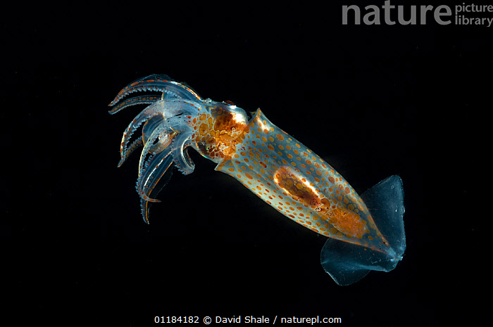 Stock photo of Deep sea squid, Atlantic. Available for sale on www ...