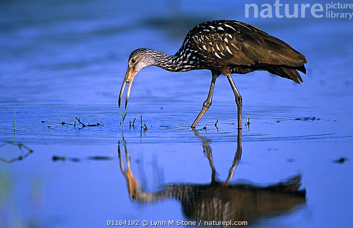 Stock photo of Limpkin (Aramus guarauna) foraging in shallow water ...