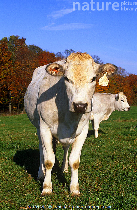Stock photo of Two Piedmontese cows (Bos taurus) in field, Wisconsin ...