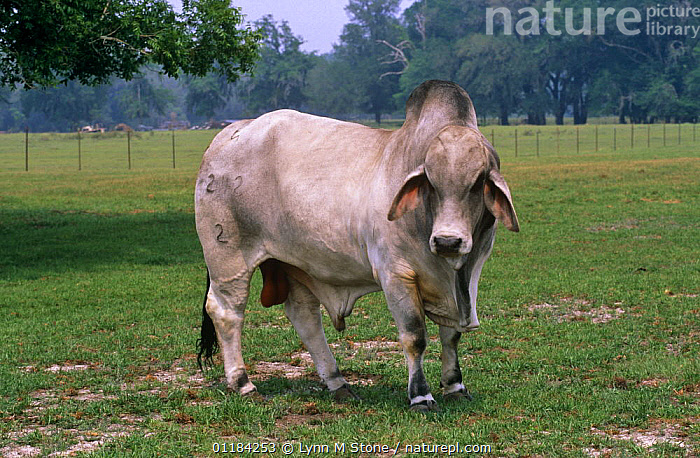 Stock photo of Brahman Bull (Bos indicus) in field, derived from ...