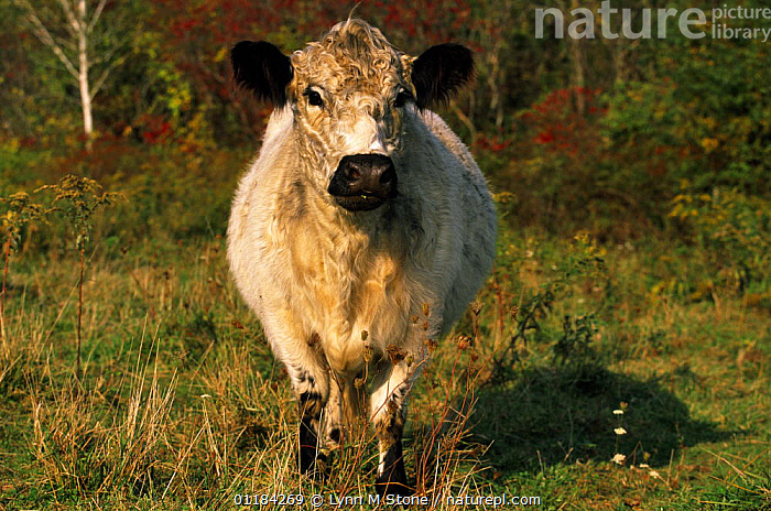 Stock photo of Galloway Cow (Bos taurus), Connecticut, USA. Available ...