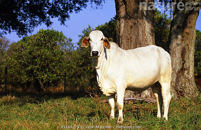 Stock photo of Brahman Cow (Bos indicus) beside tree, Florida, USA ...