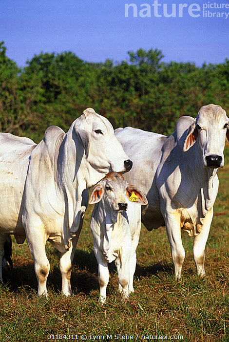 Stock photo of Brahman (Bos indicus) cows and calf in field, Florida ...