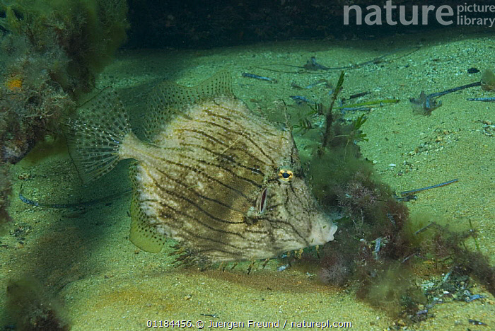 Stock photo of Weedy filefish / Prickly leatherjacket (Chaetoderma ...