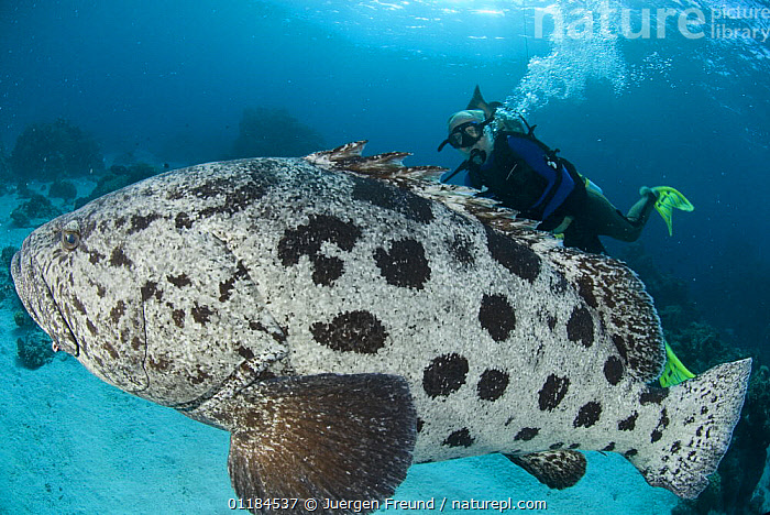 Stock photo of Potato grouper / cod (Epinephelus Tukula) in Cod Hole ...