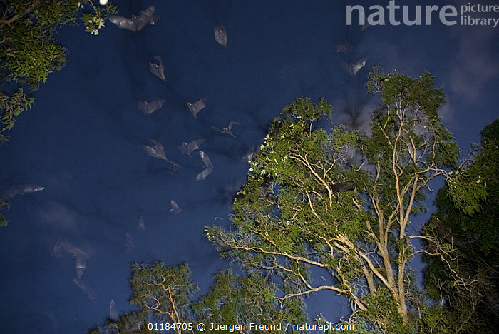 Stock photo of Spectacled flying foxes (Pteropus conspicillatus) in ...