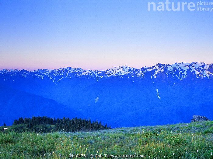 Stock photo of Dawn at Hurricane Hill, Olympic NP, Washington. July ...