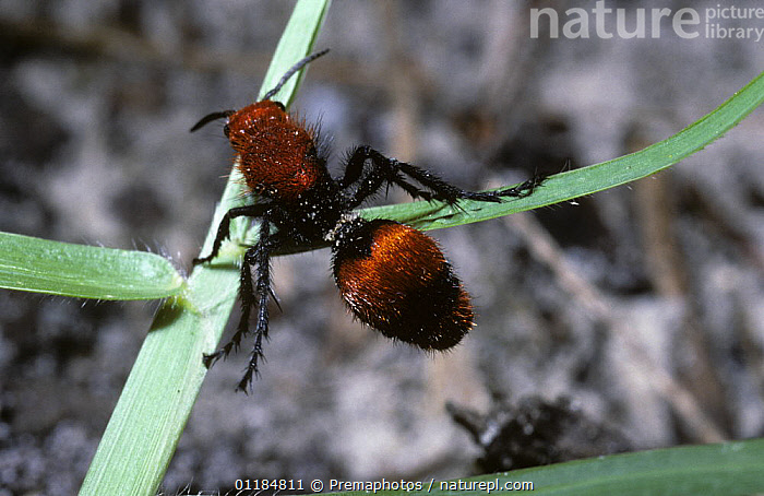 Stock photo of Cow killer velvet-ant mutillid wasp (Dasymutilla ...