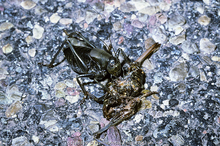 Stock photo of Mormon Cricket / Katydid (Anabrus simplex) male feeding ...