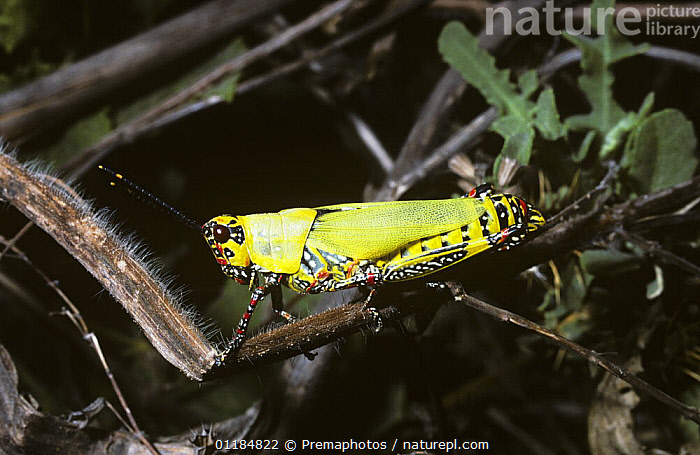 Stock photo of Variegated grasshopper (Zonocerus variegatus) showing ...