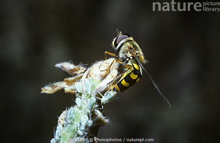 Stock photo of Yellow-rimmed icon hover fly (Metasyrphus corollae ...