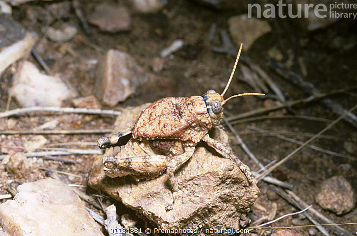 Stock photo of Chihuahua toad lubber grasshopper (Phrynotettix ...