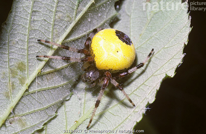 Stock photo of Pyramid orb weaver spider (Araneus marmoreus pyramidatus ...