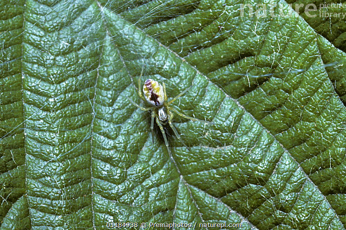 Stock photo of Leaf lace-weaver spider (Nigma / Heterodictyna puella ...