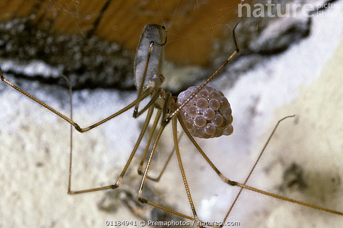 Stock photo of Daddy-long-legs / Rafter spider (Pholcus phalangioides ...