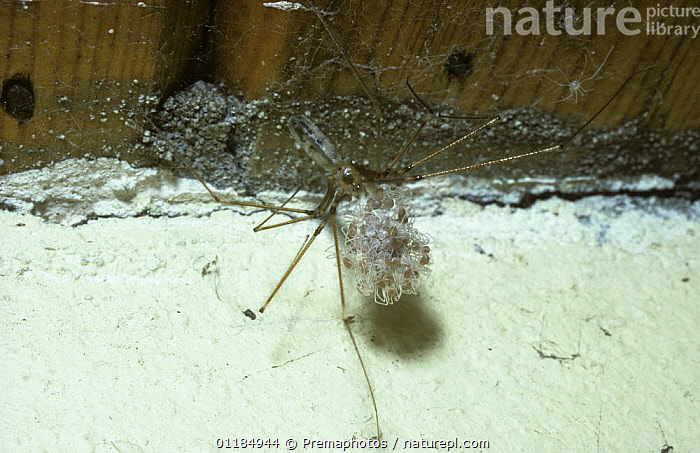 Stock photo of Daddy-long-legs / Rafter spider (Pholcus phalangioides ...