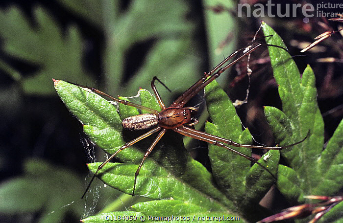 Stock photo of Common hammock spider male (Linyphia triangularis) UK ...