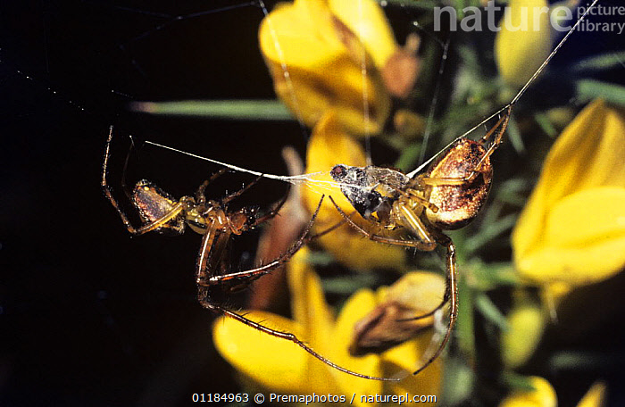 Stock photo of Common orb weaver spider (Meta / Metellina segmentata ...