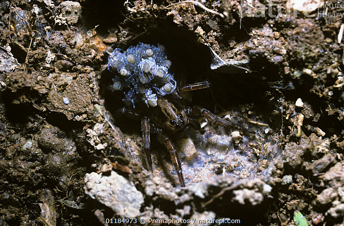 Stock photo of Earth chaser spider (Trochosa terricola) female carrying ...