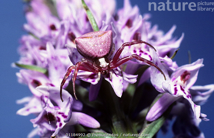 Stock photo of Heather / Pink crab spider (Thomisus onustus) female ...