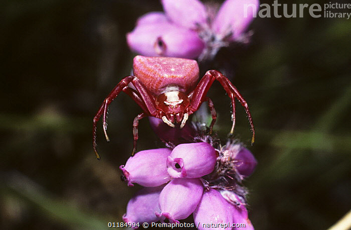 Stock photo of Heather / Pink crab spider (Thomisus onustus) female ...