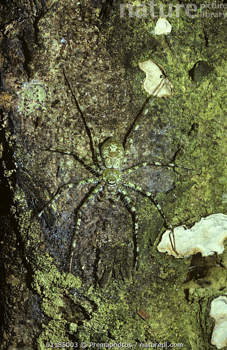 Stock photo of Forest huntsman spider (Pandercetes plumipes ...