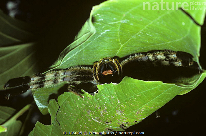 Stock photo of Huntsman spider (Holconia / Isopoda sp) in defensive ...