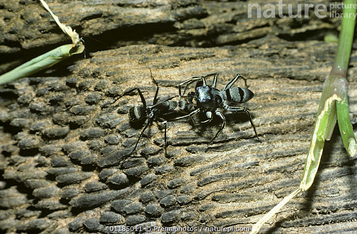 Stock photo of Jumping spider (Cosmophasis sp) feeding on an ant which ...