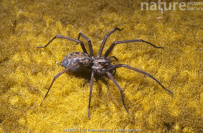 Stock photo of Cobweb spider (Tegenaria duellica) female on carpet in ...