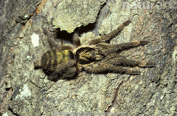 Stock photo of Trinidadian olive tarantula spider (Holothele ...