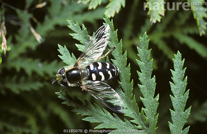 Stock photo of Pied hover fly (Scaeva pyrastri) female laying her eggs ...